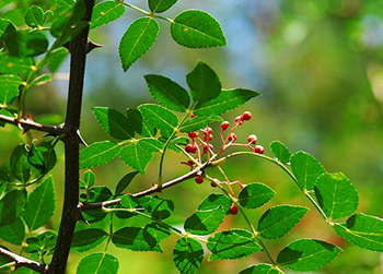 无患子目 Sapindales 蓝色动物学（中国动物学科普）